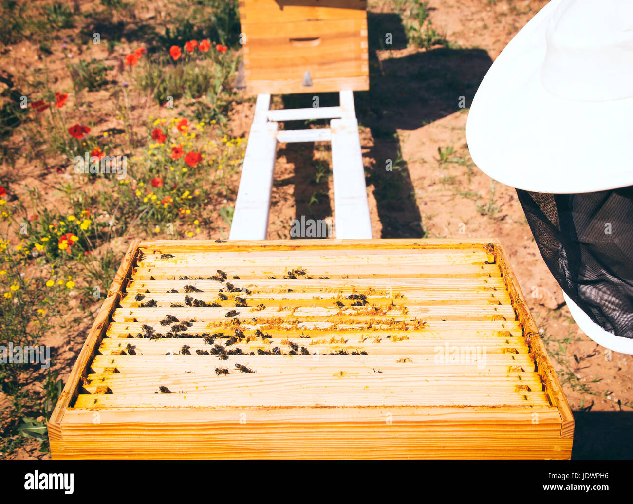 beekeeper and bees Stock Photo - Alamy