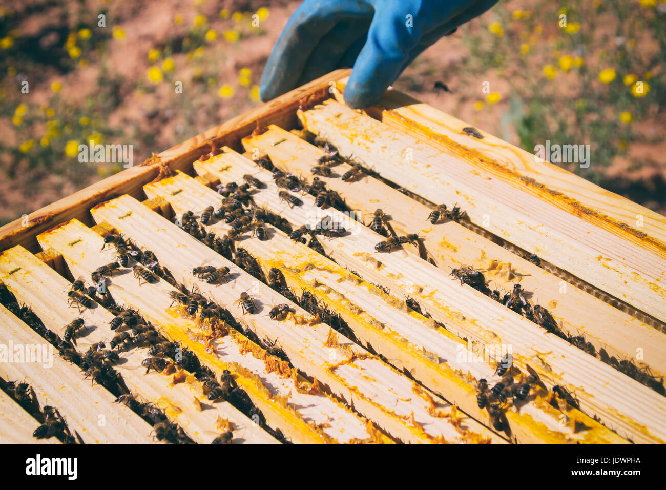 beekeeper and bees Stock Photo - Alamy