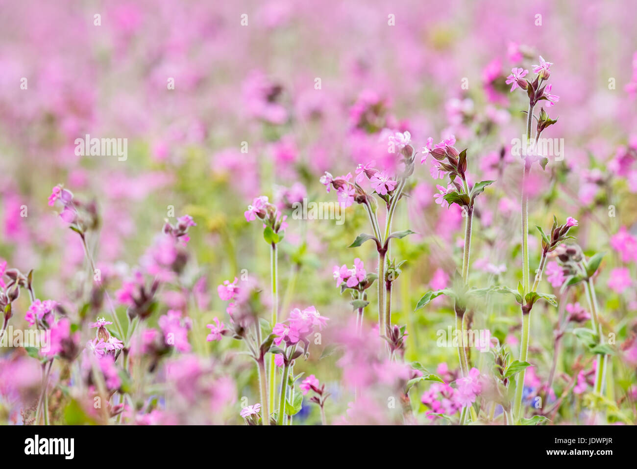 Pink meadow flowers hi-res stock photography and images - Alamy