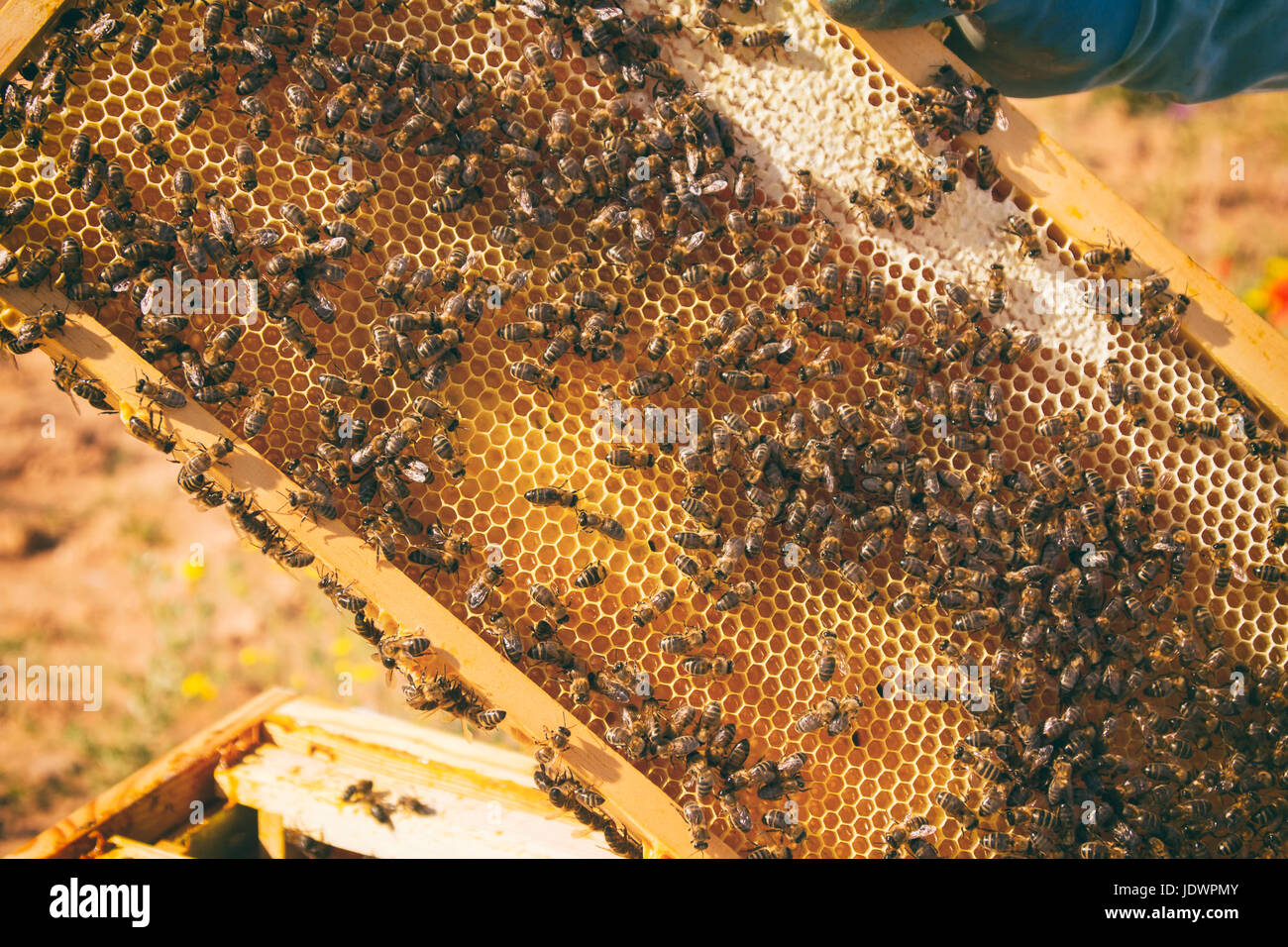 beekeeper and bees Stock Photo - Alamy