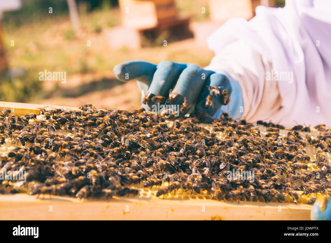 beekeeper and bees Stock Photo - Alamy