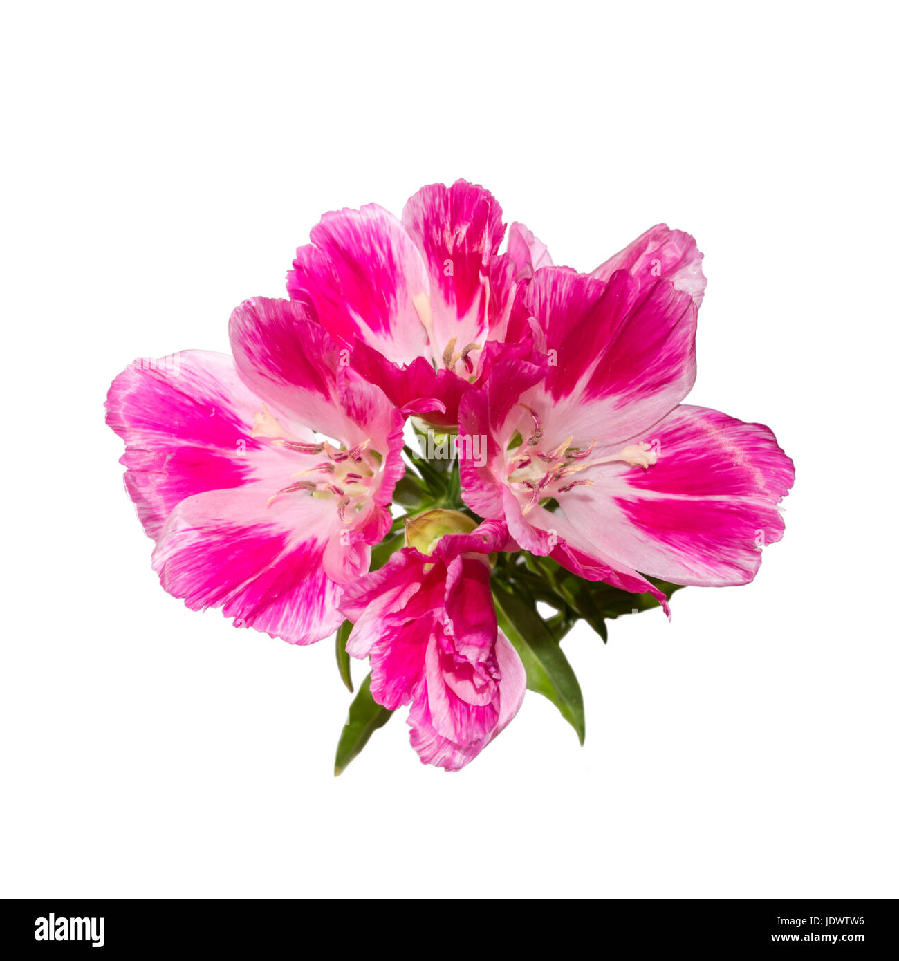 Godetia flower isolated. A branch of beautiful pink and purple spring ...