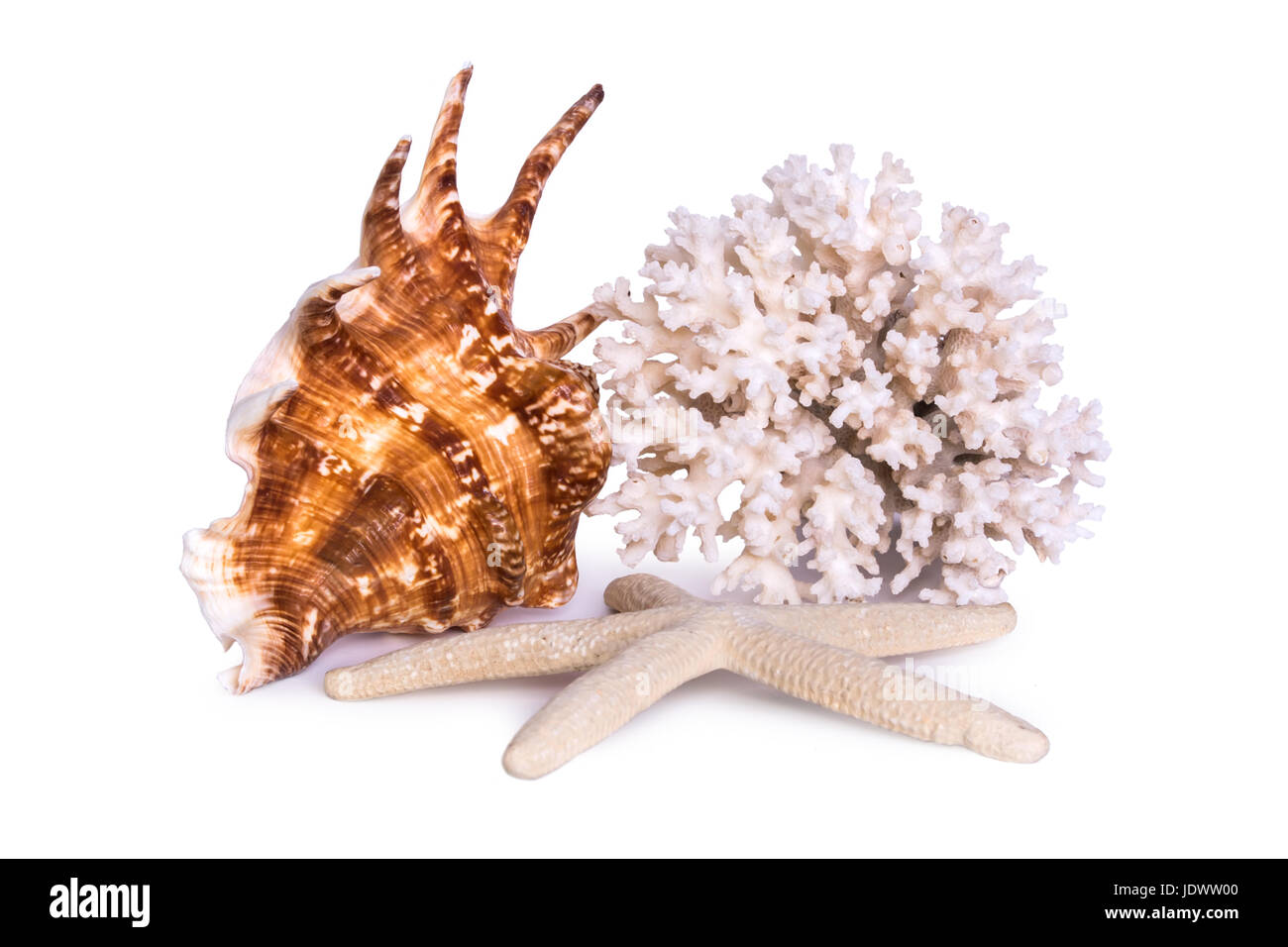 A composition of large sea shell, starfish and coral is isolated on a ...