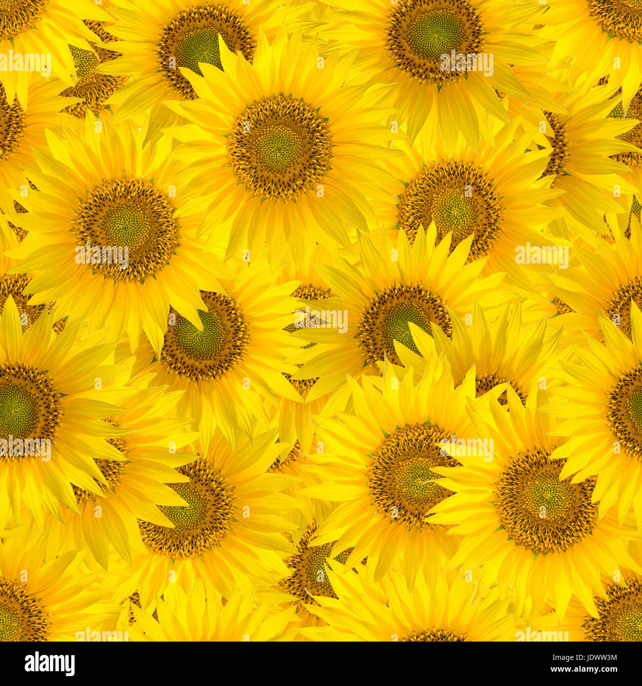 Seamless pattern with big bright yellow sunflowers Stock Photo - Alamy
