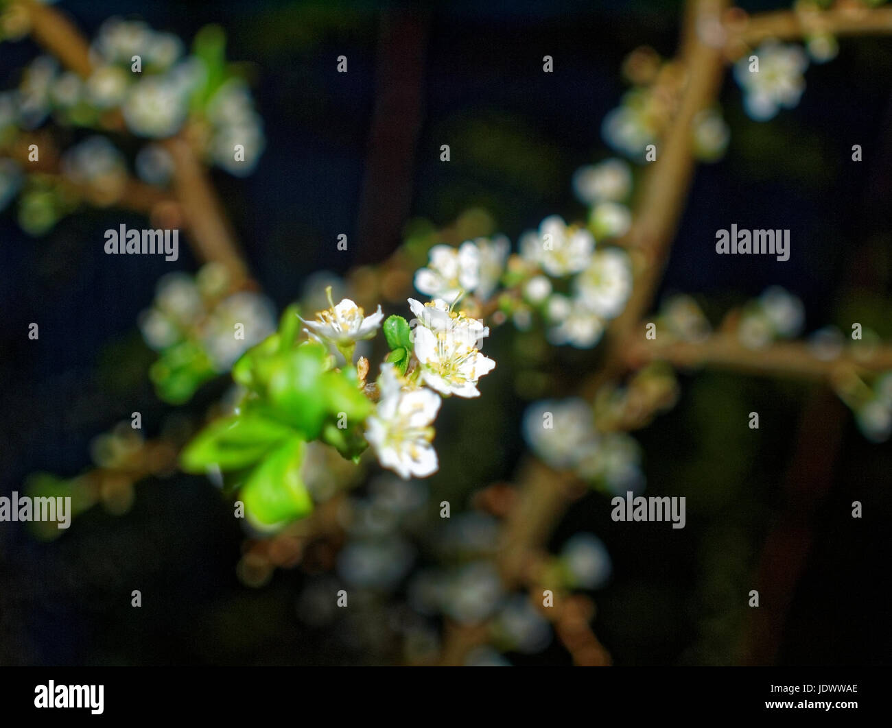 Rain apple blossom hi-res stock photography and images - Alamy