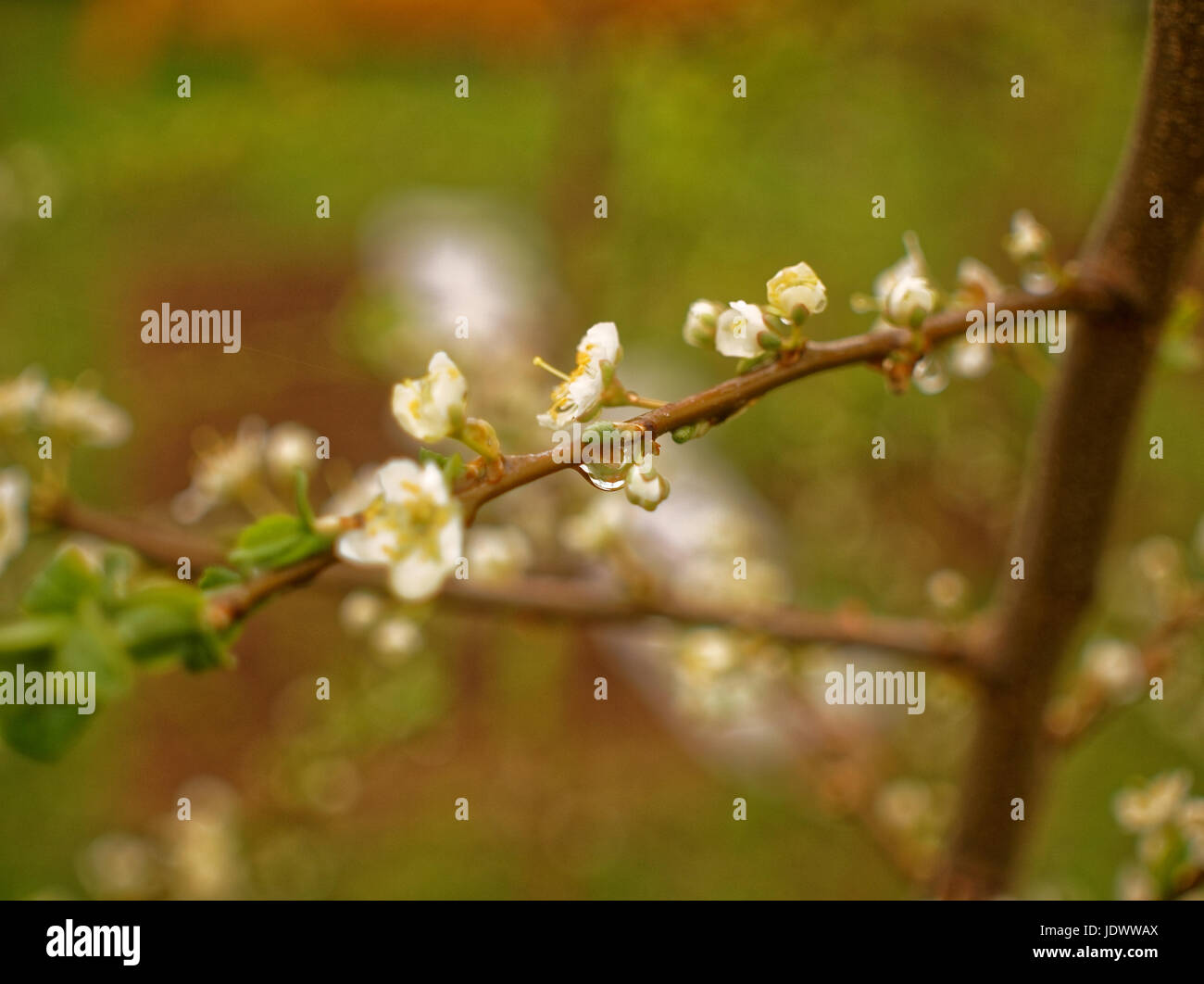 Rain apple blossom hi-res stock photography and images - Alamy