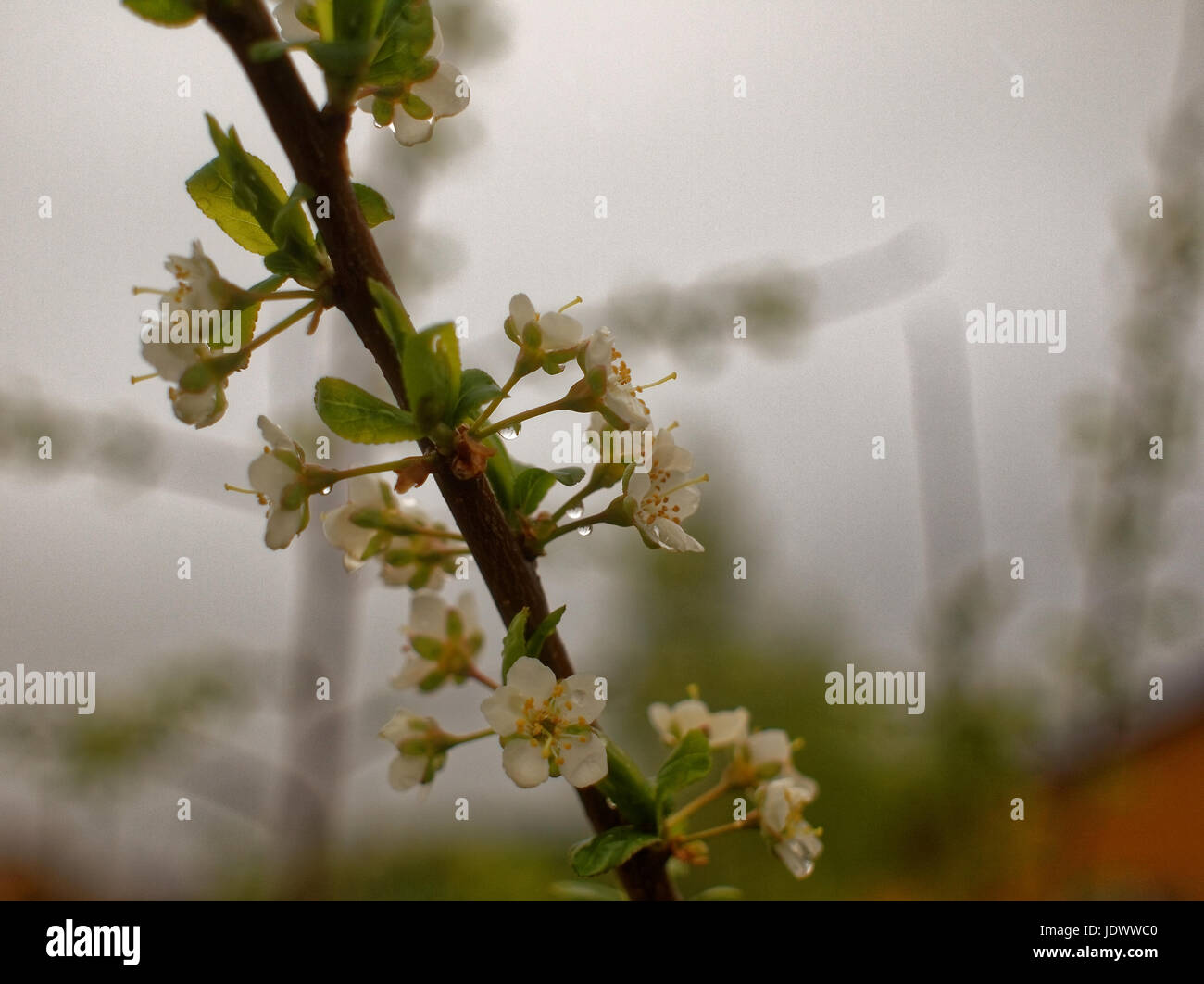 Rain apple blossom hi-res stock photography and images - Alamy
