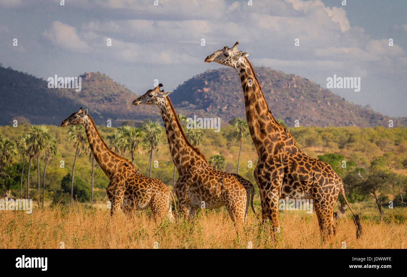 Single file giraffe hi-res stock photography and images - Alamy