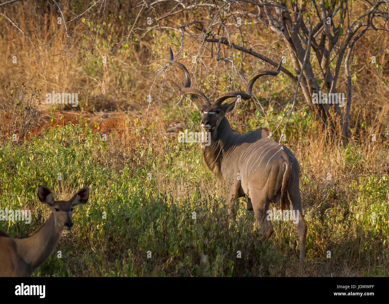 Greater Kudu Bull Stock Photo - Alamy