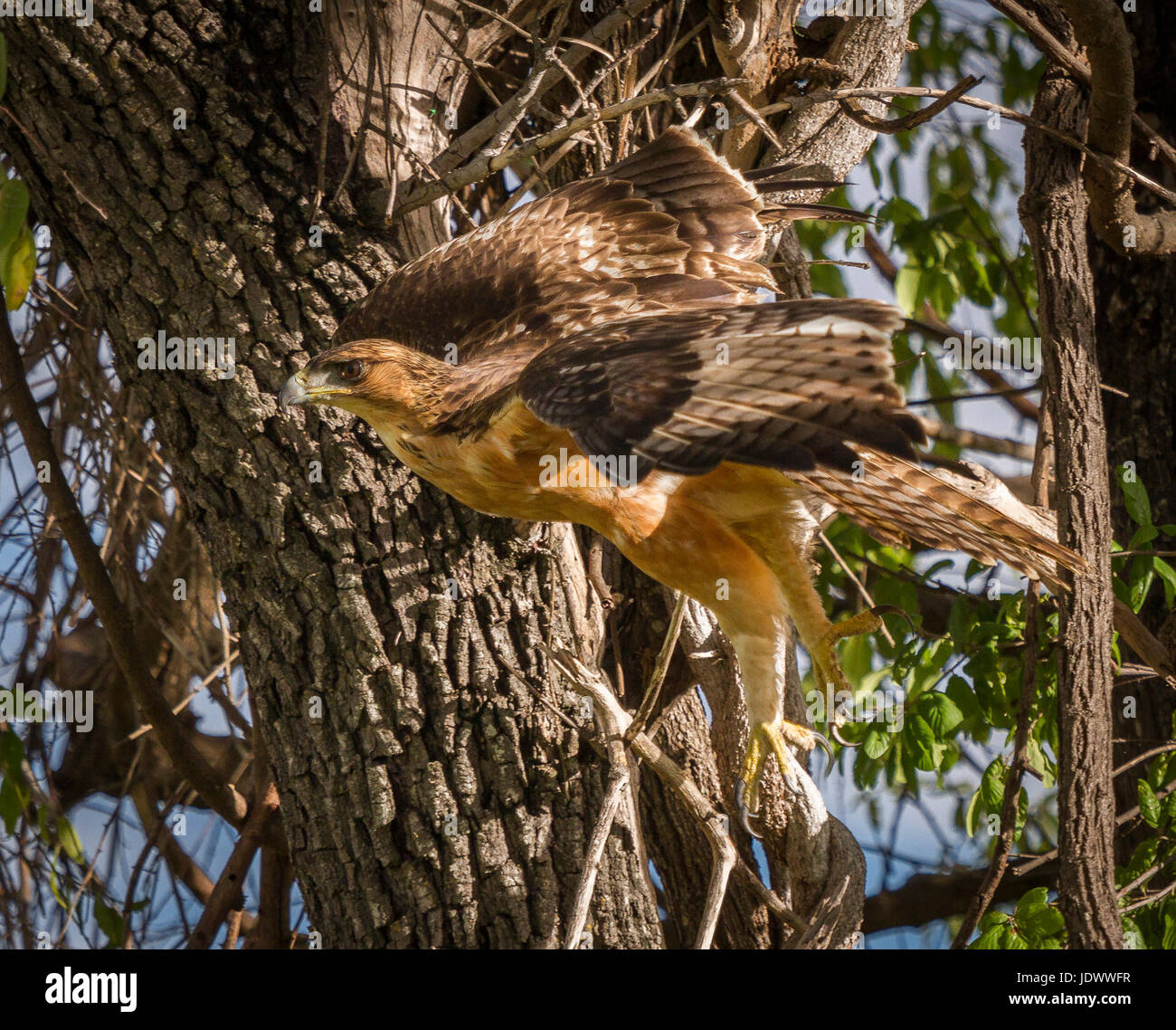 Ruaha national park tanzania eagle hi-res stock photography and images ...