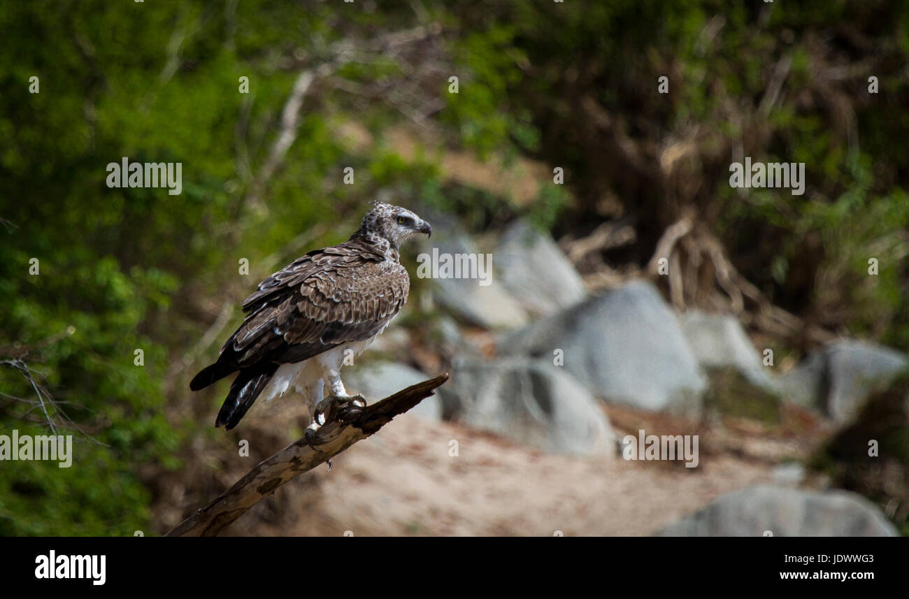 Perching Martial Eagle Stock Photo - Alamy