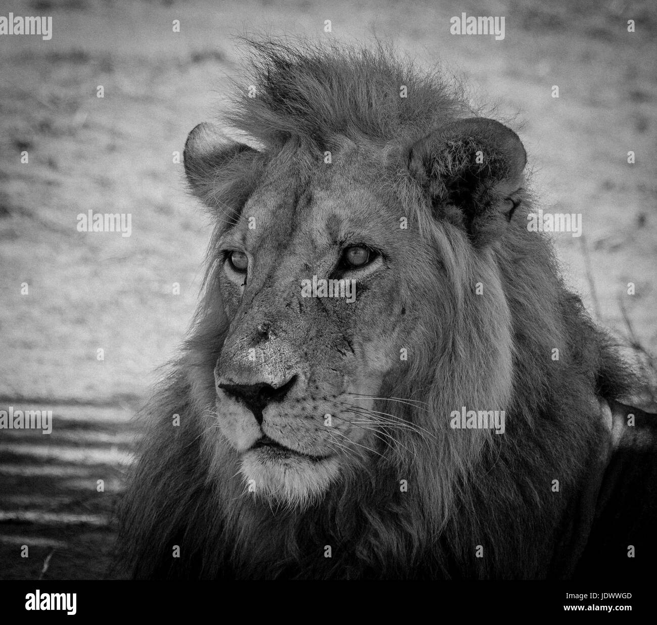 A female lion Black and White Stock Photos & Images - Alamy