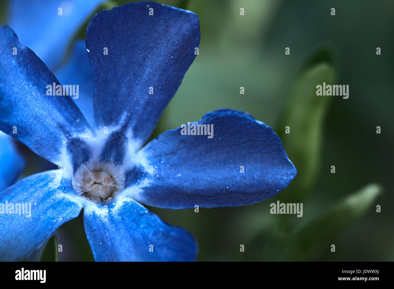 Blue flower (macro stack photo Stock Photo - Alamy