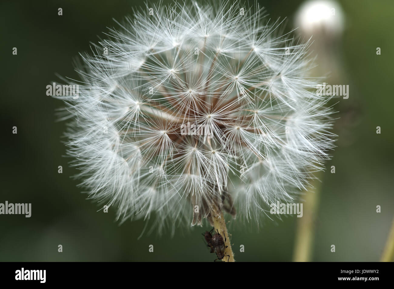 Angiosperm wind hi-res stock photography and images - Alamy