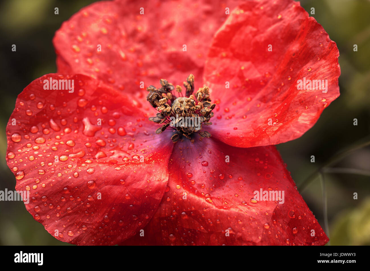 Wet poppy petals hi-res stock photography and images - Alamy