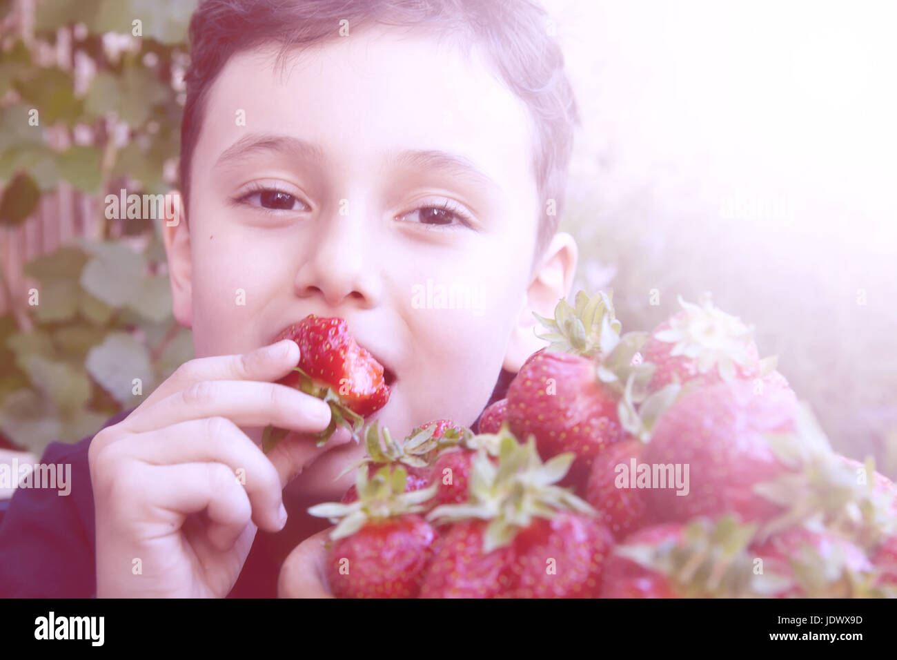 Cute boy child holding fresh picked strawberries.Cute boy child eating ...