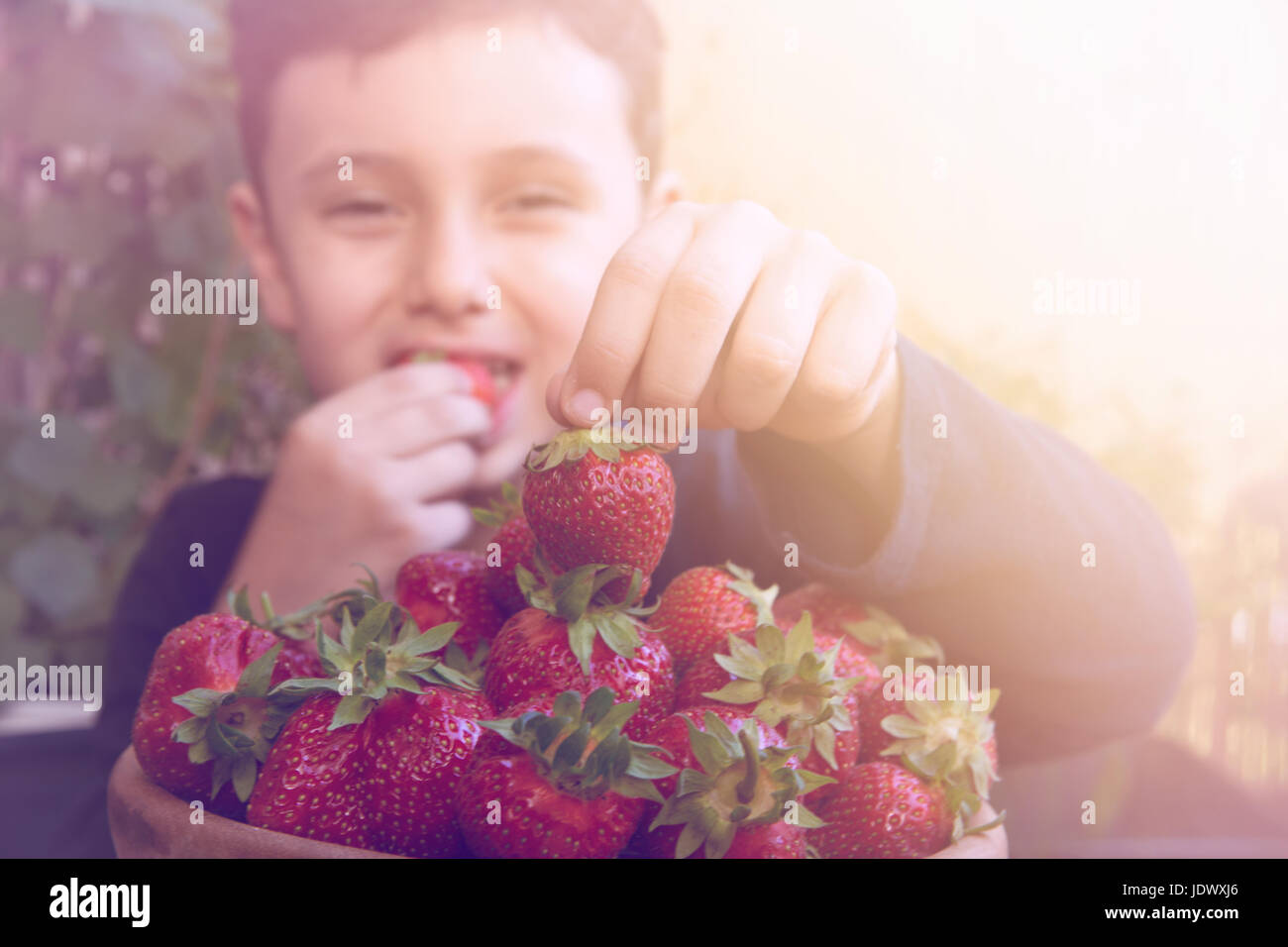 Cute boy child holding fresh picked strawberries.Cute boy child eating ...