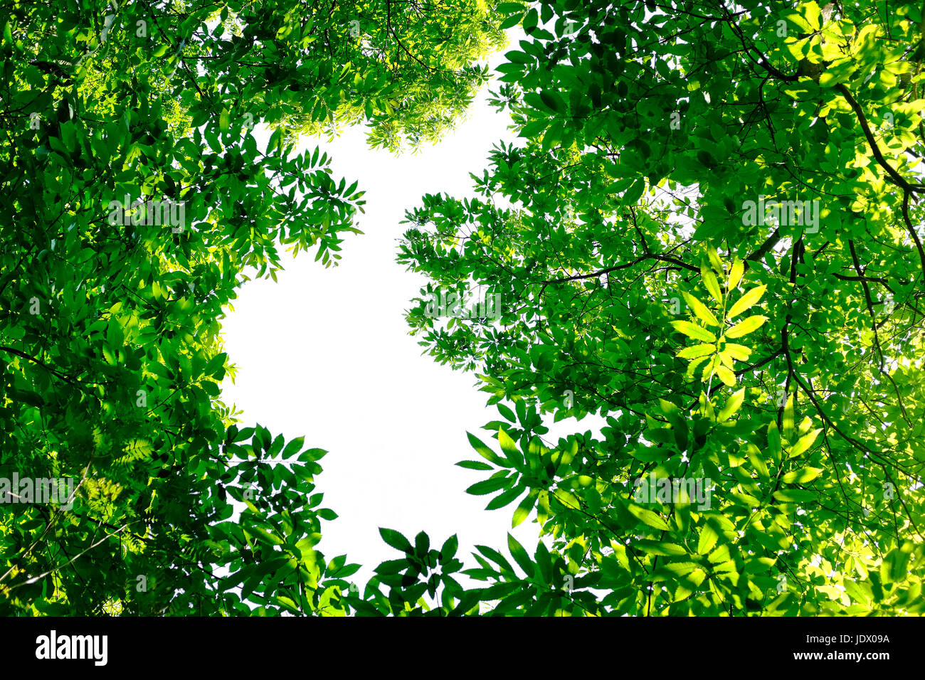 Canopy of deciduous trees hi-res stock photography and images - Alamy