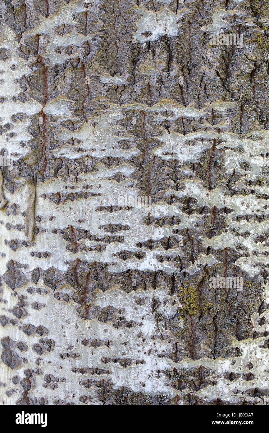 Poplar tree bark hi-res stock photography and images - Alamy