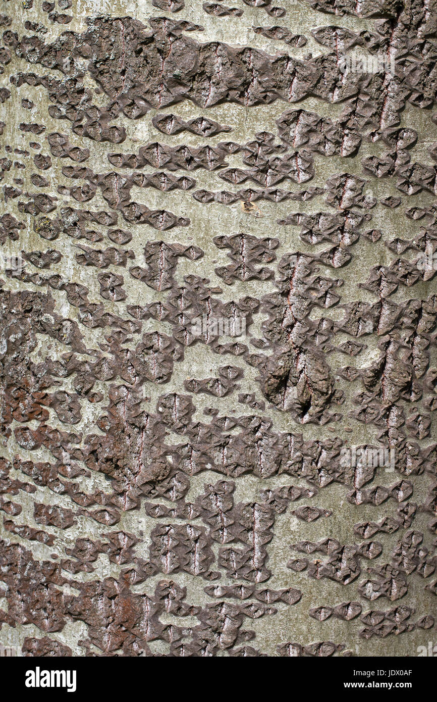 Poplar tree bark hi-res stock photography and images - Alamy