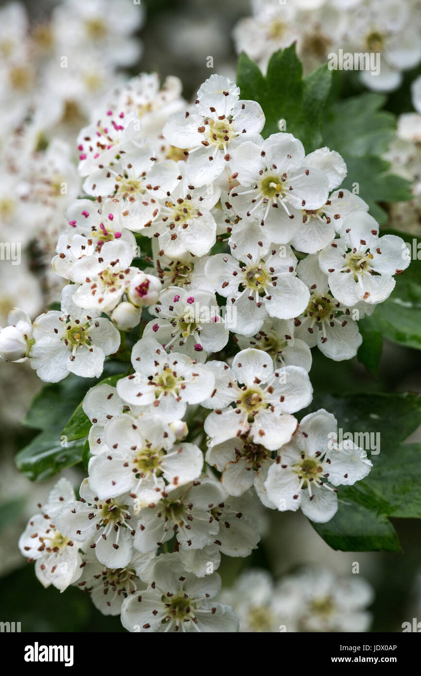 Crataegus monogyna hi-res stock photography and images - Alamy