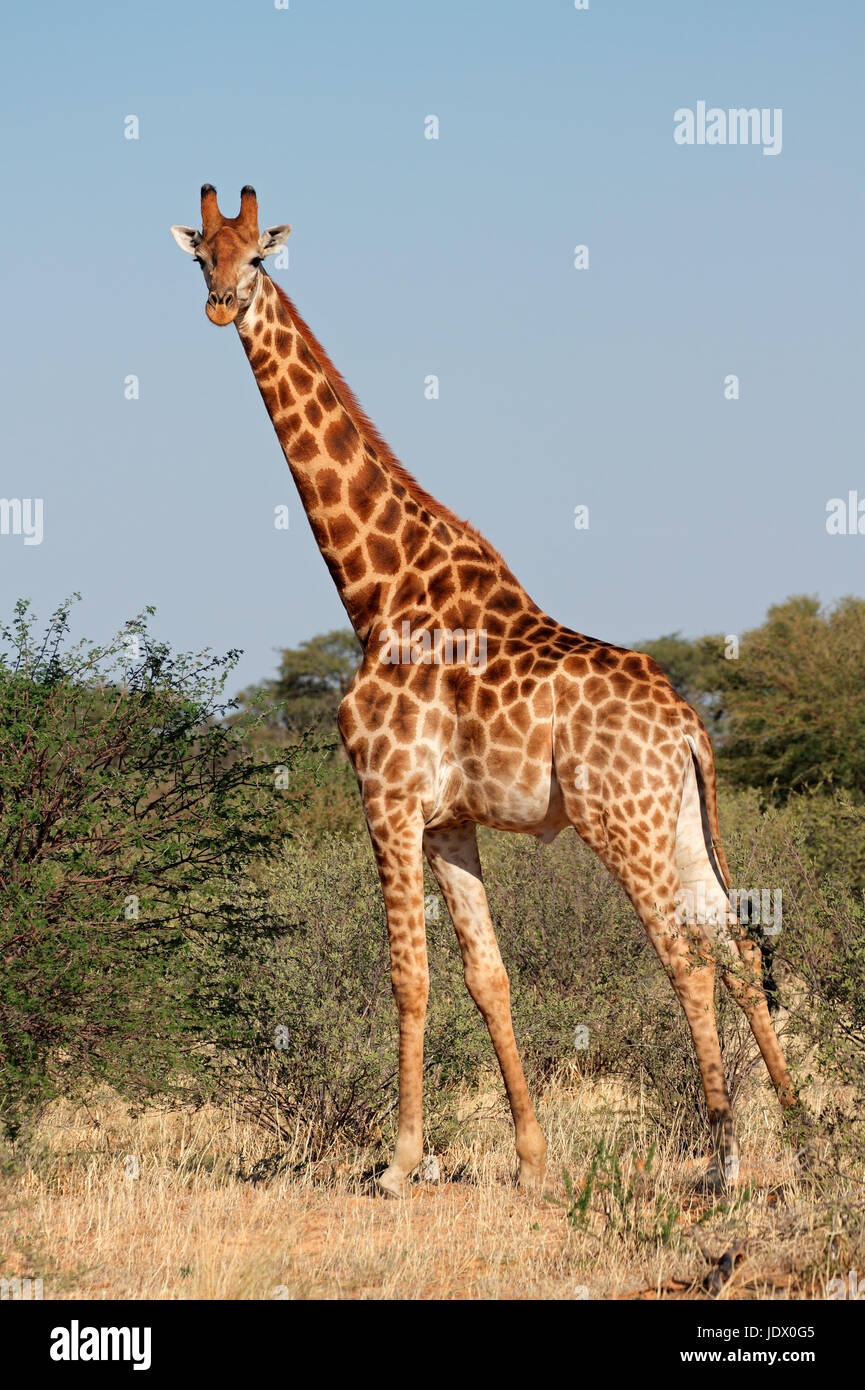 A large giraffe bull (Giraffa camelopardalis), South Africa Stock Photo ...