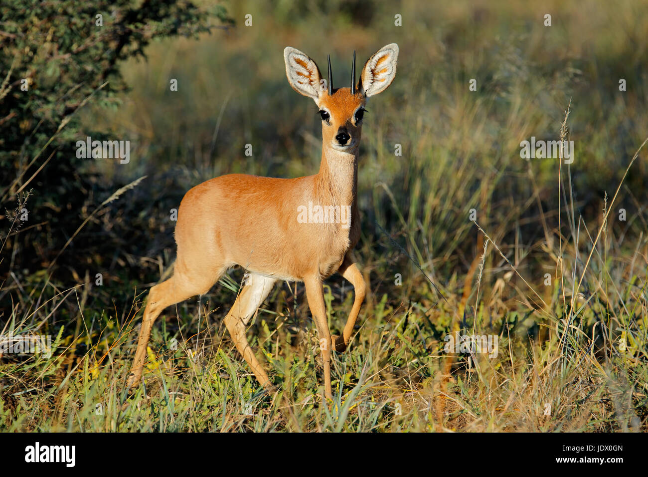 Steenbuck hi-res stock photography and images - Alamy
