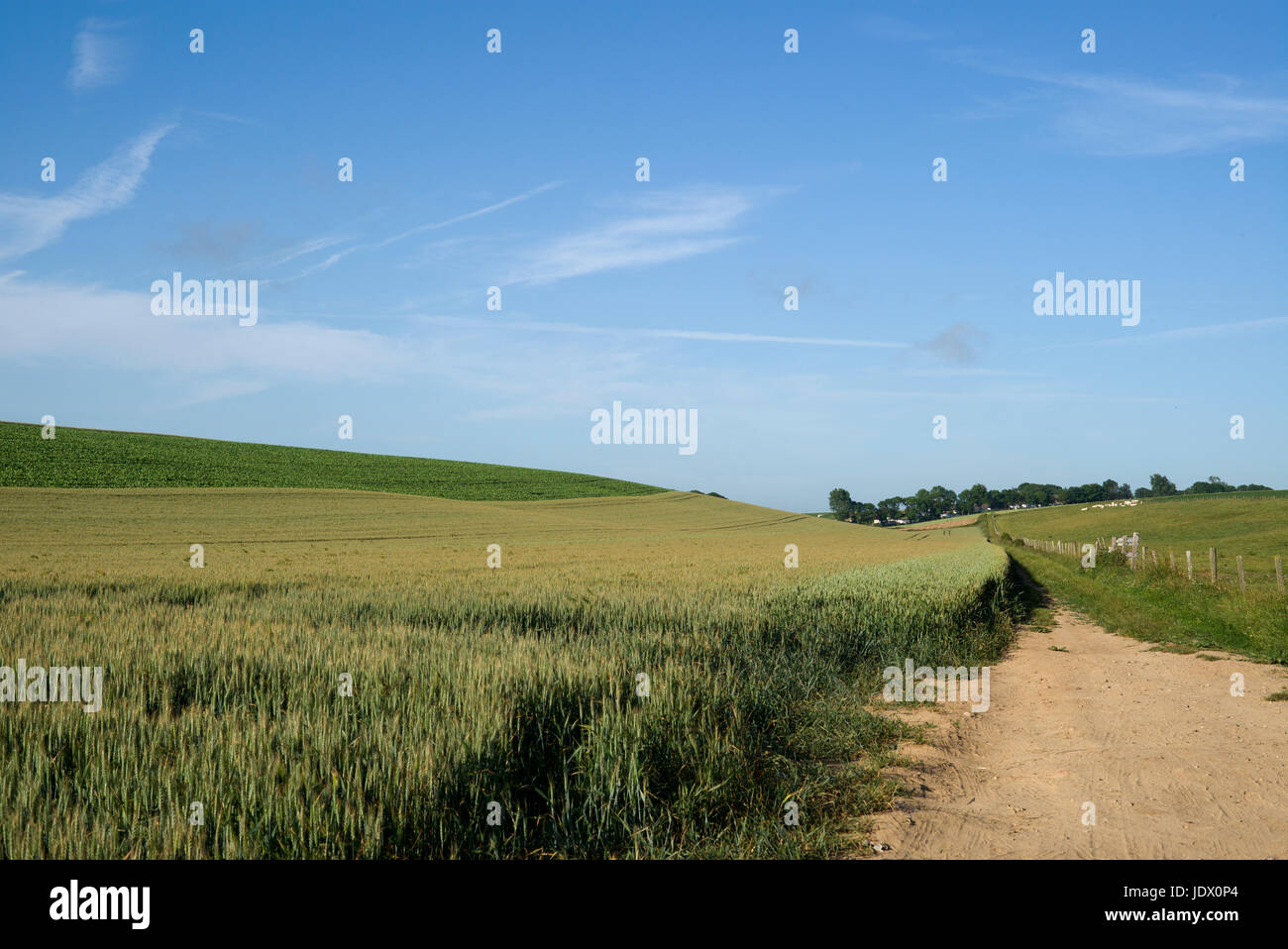 Dirt path though wheatfield, Normany, France Stock Photo - Alamy