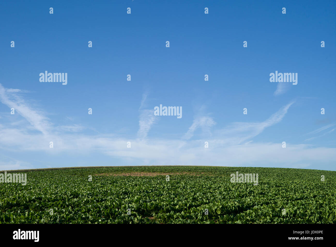 Field of spinach under blue sky Stock Photo - Alamy
