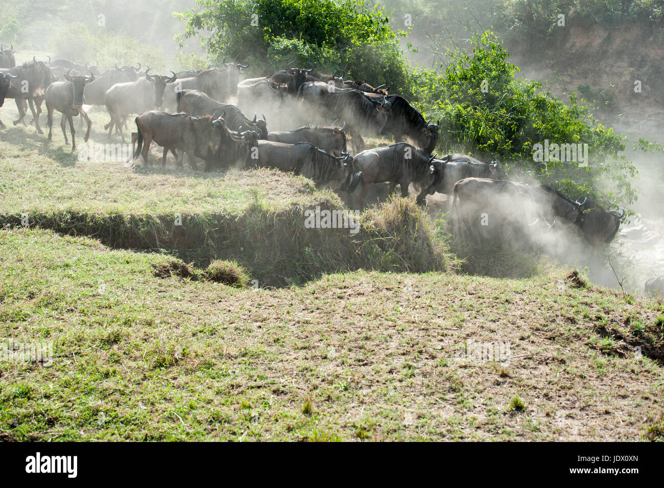 gnu migration on the mara river Stock Photo - Alamy