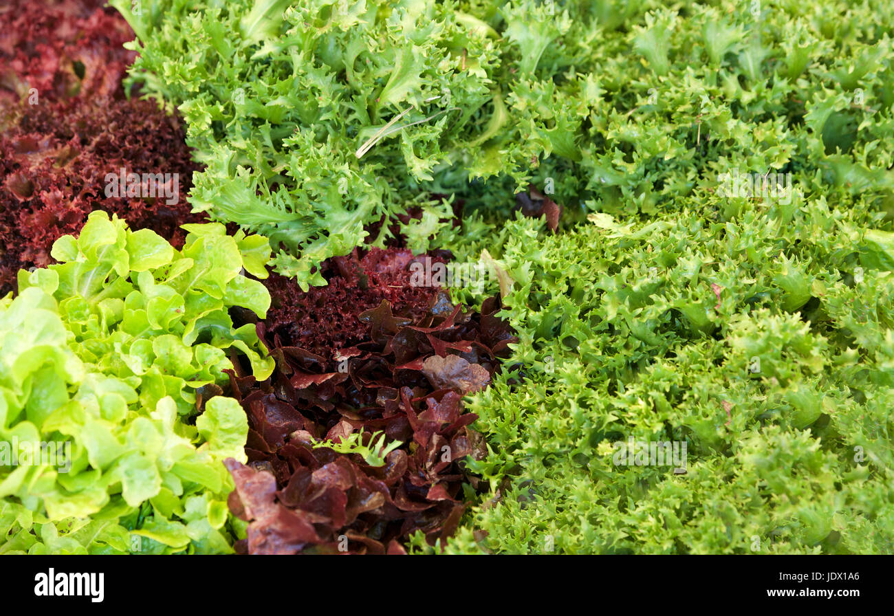 Fresh salad background Stock Photo - Alamy