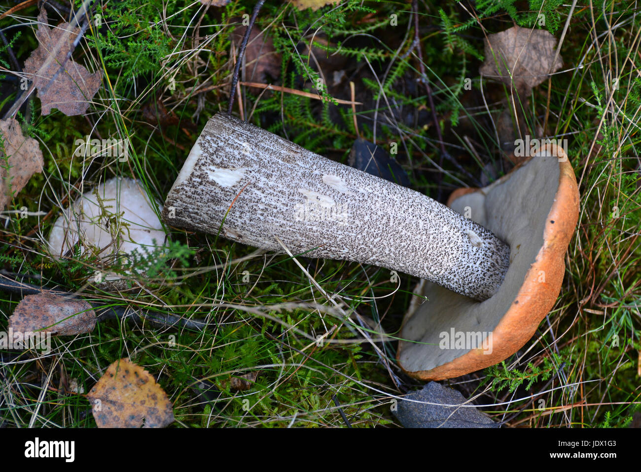 Pilzberatung hi-res stock photography and images - Alamy