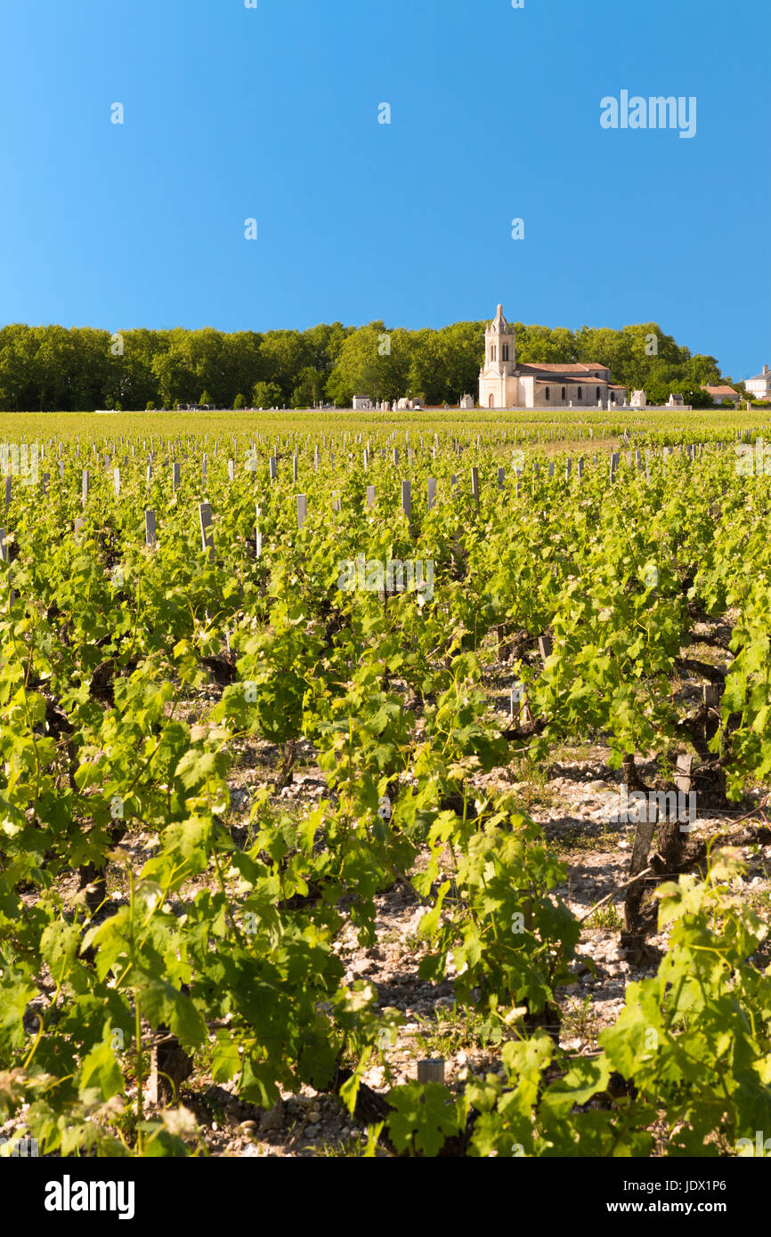 Vineyard in Bordeaux, France Stock Photo - Alamy