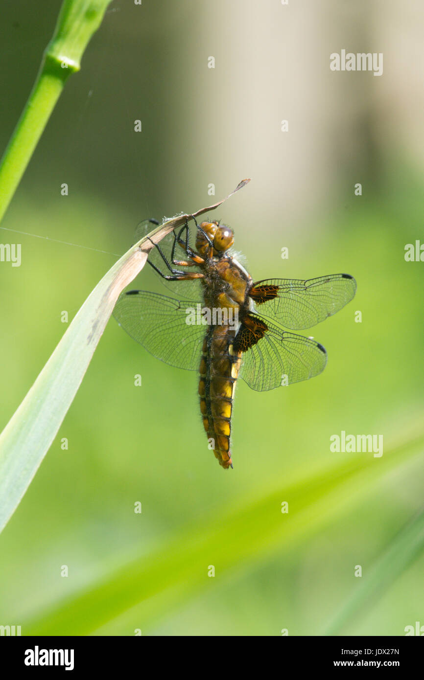 Dragonfly underneath hi-res stock photography and images - Alamy