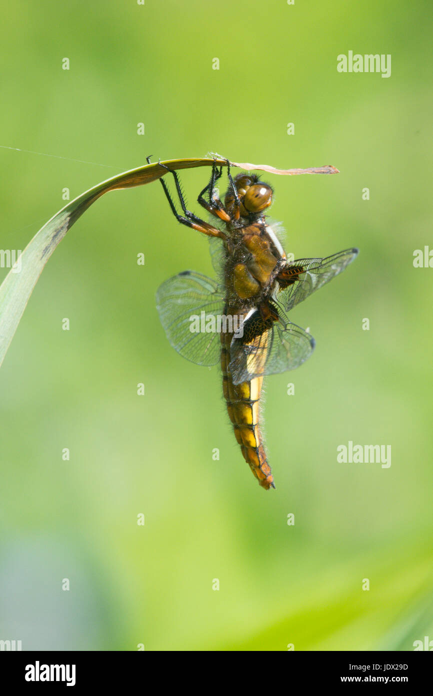Dragonfly underneath hi-res stock photography and images - Alamy