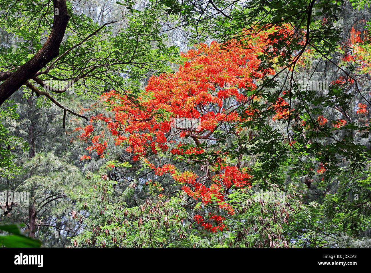 Lone flame of the forest tree in full bloom among thick vegetation of ...