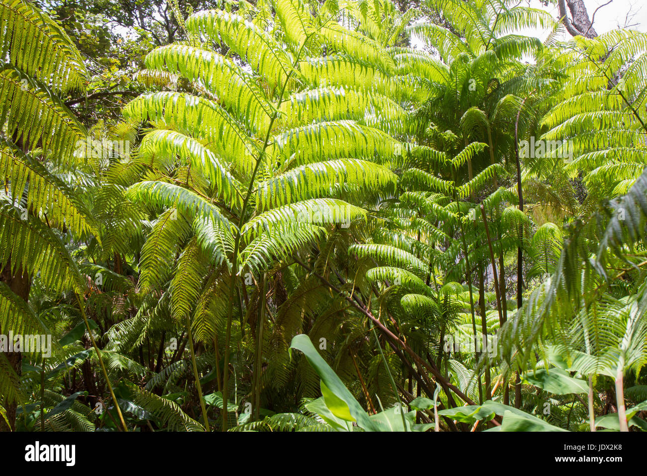 Vines tree canopy trees hi-res stock photography and images - Alamy