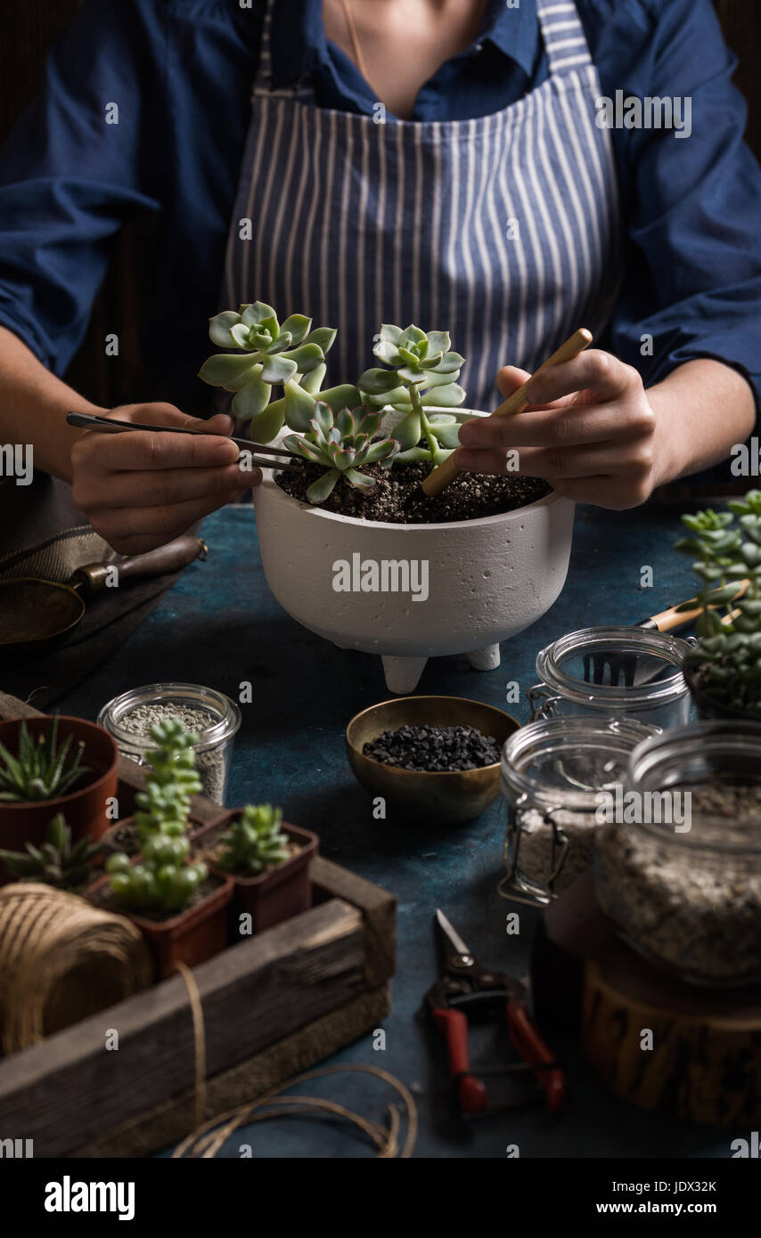 Succulents mini garden making step by step. Story in dark colors Stock ...