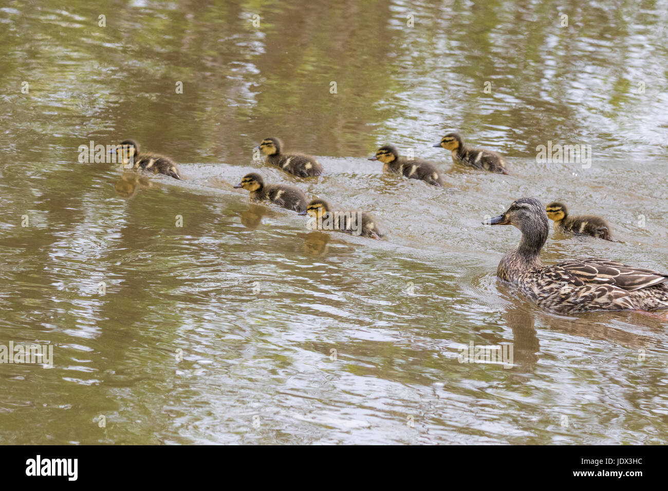 Mallards in spring Stock Photo - Alamy