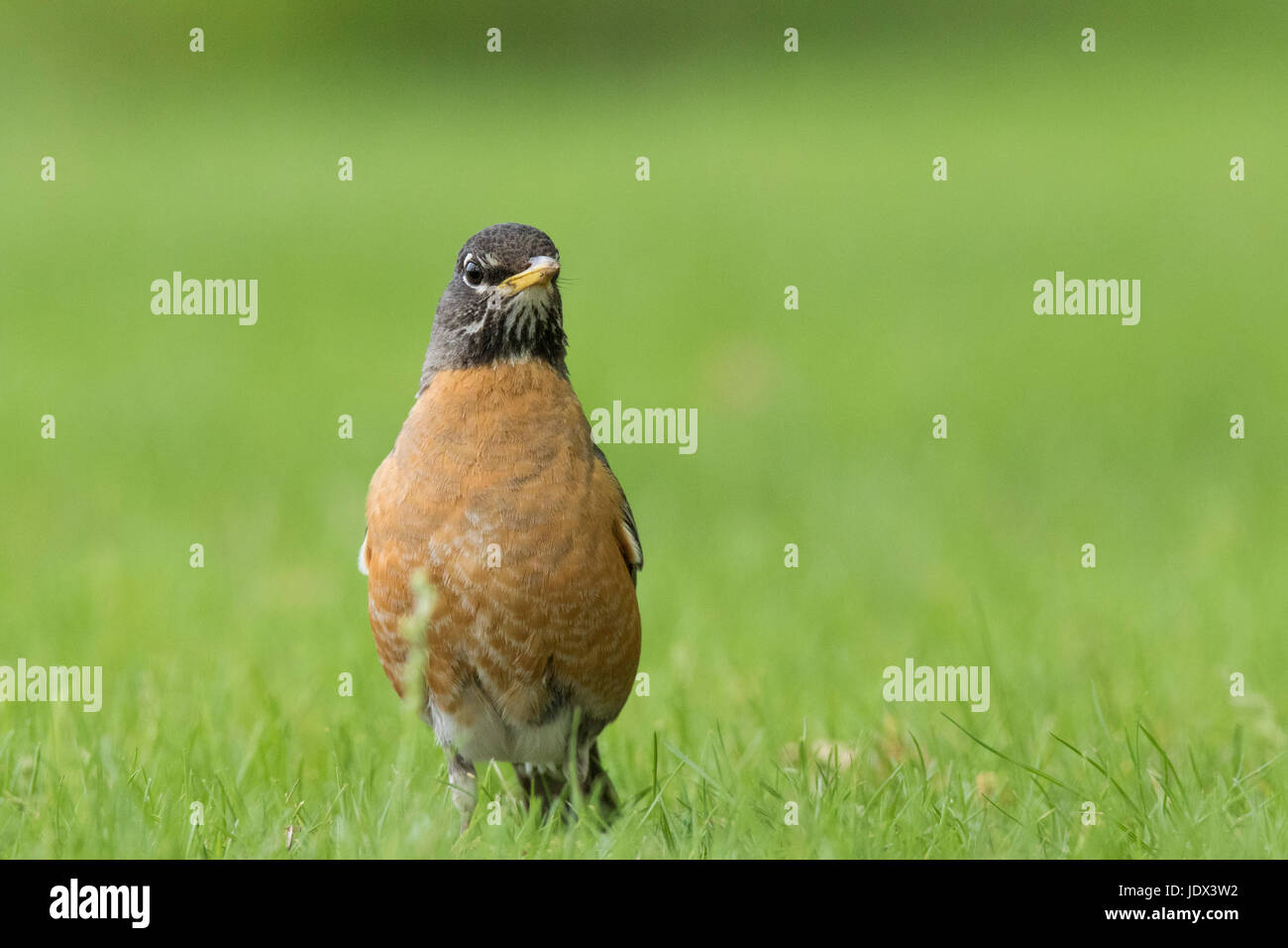 American Robin in spring Stock Photo - Alamy