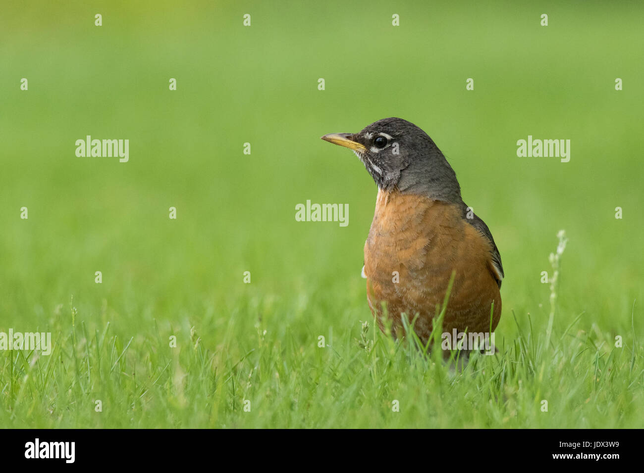 American Robin in spring Stock Photo - Alamy