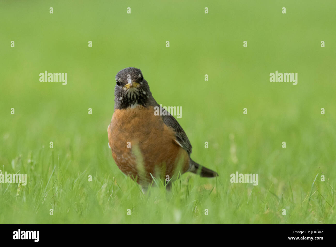 American Robin in spring Stock Photo - Alamy