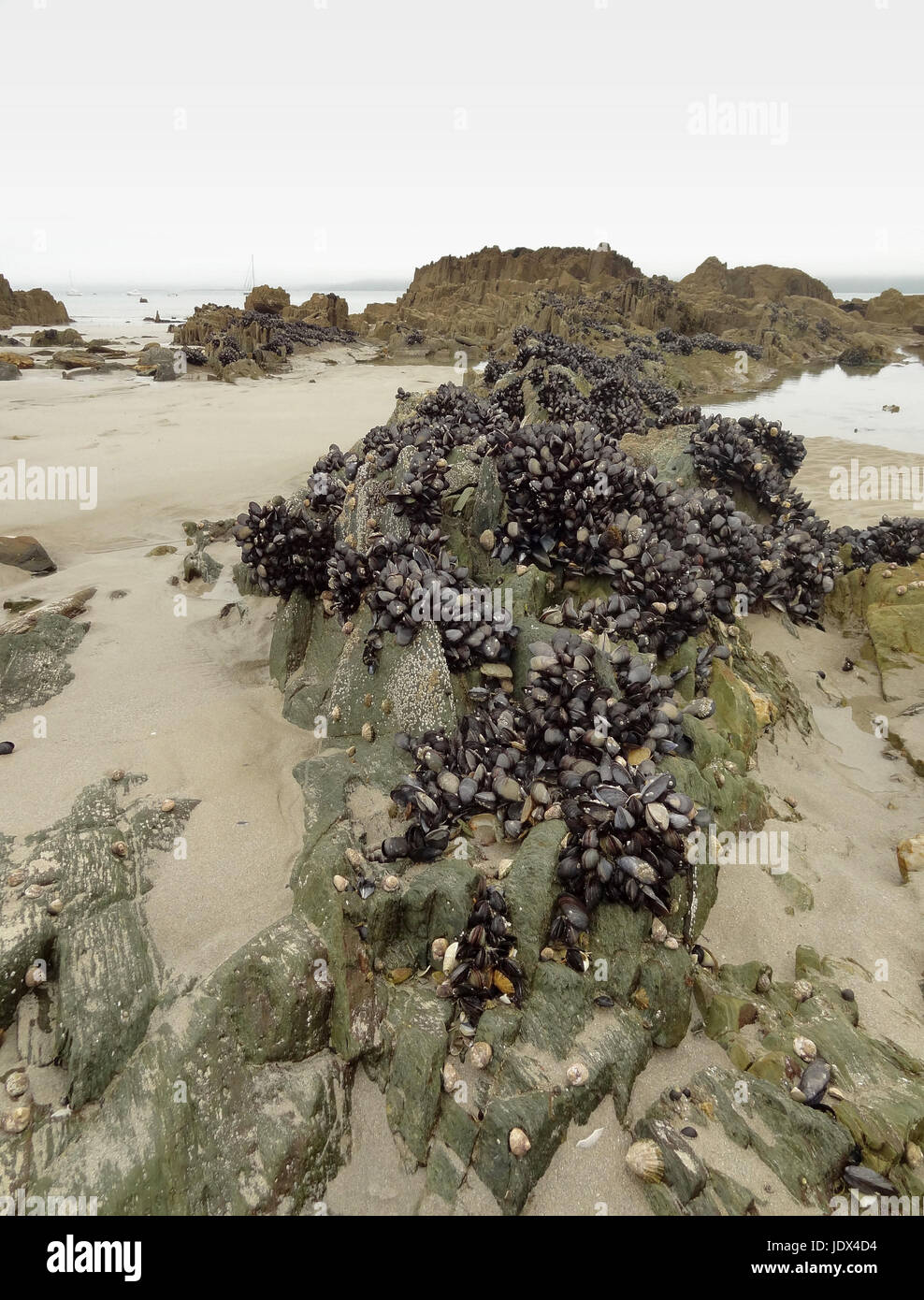 lots of sea shells and barnacles at a rock formation in Brittany ...
