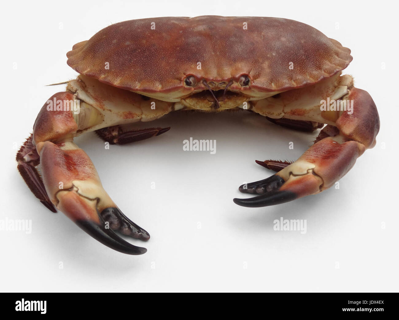 frontal shot of a edible crab alive in light back Stock Photo - Alamy