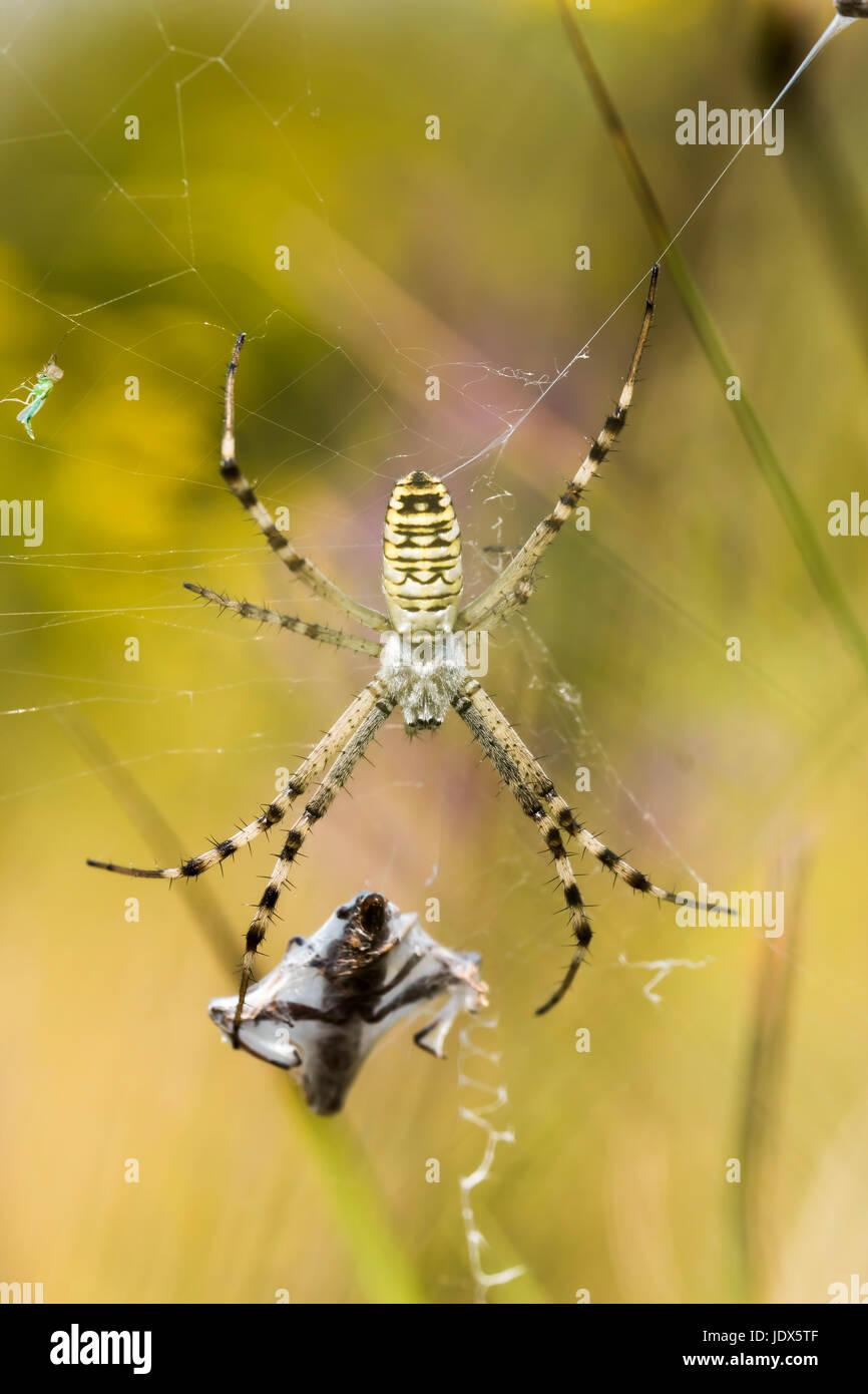 Yellow spider with your booty Stock Photo - Alamy