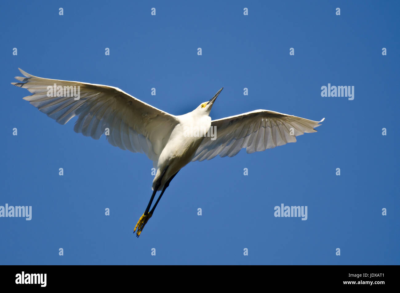 Snowy Egret Flying in a Blue Sky Stock Photo - Alamy