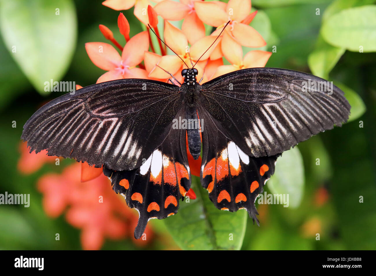 great mormon papilio memnon Stock Photo - Alamy