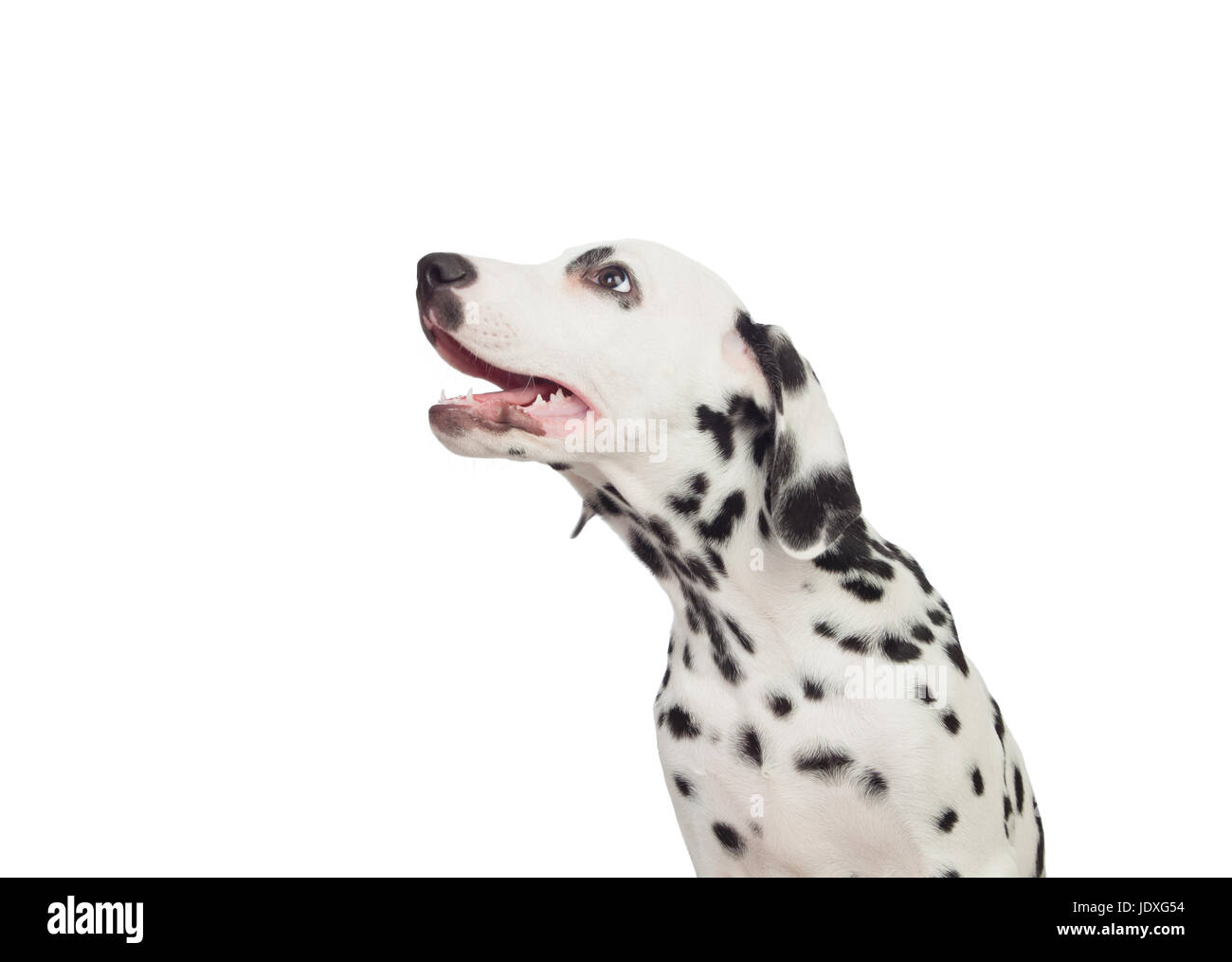 Beautiful Dalmatian with black spotted isolated on white background ...