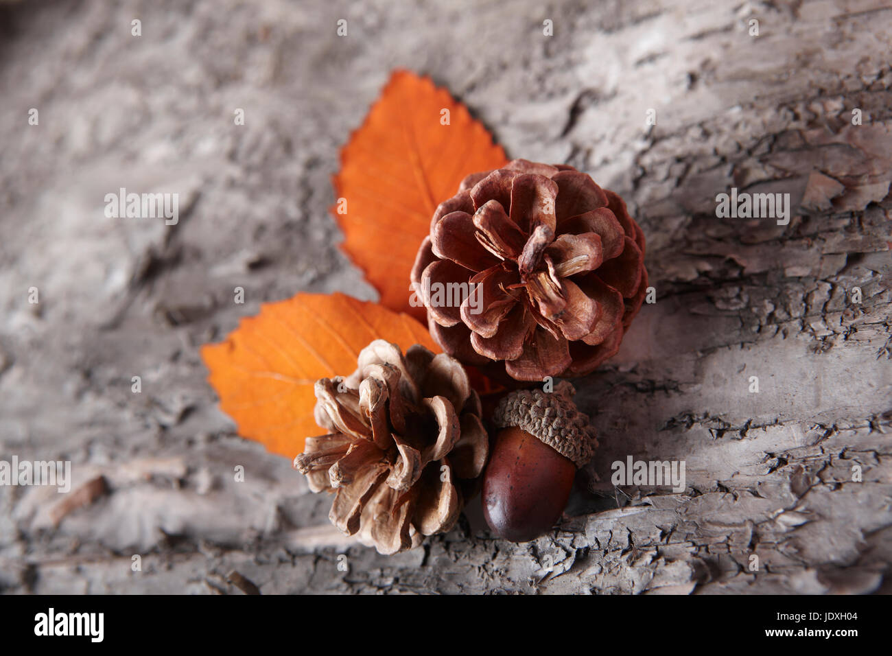 Acorn cut out hi-res stock photography and images - Alamy