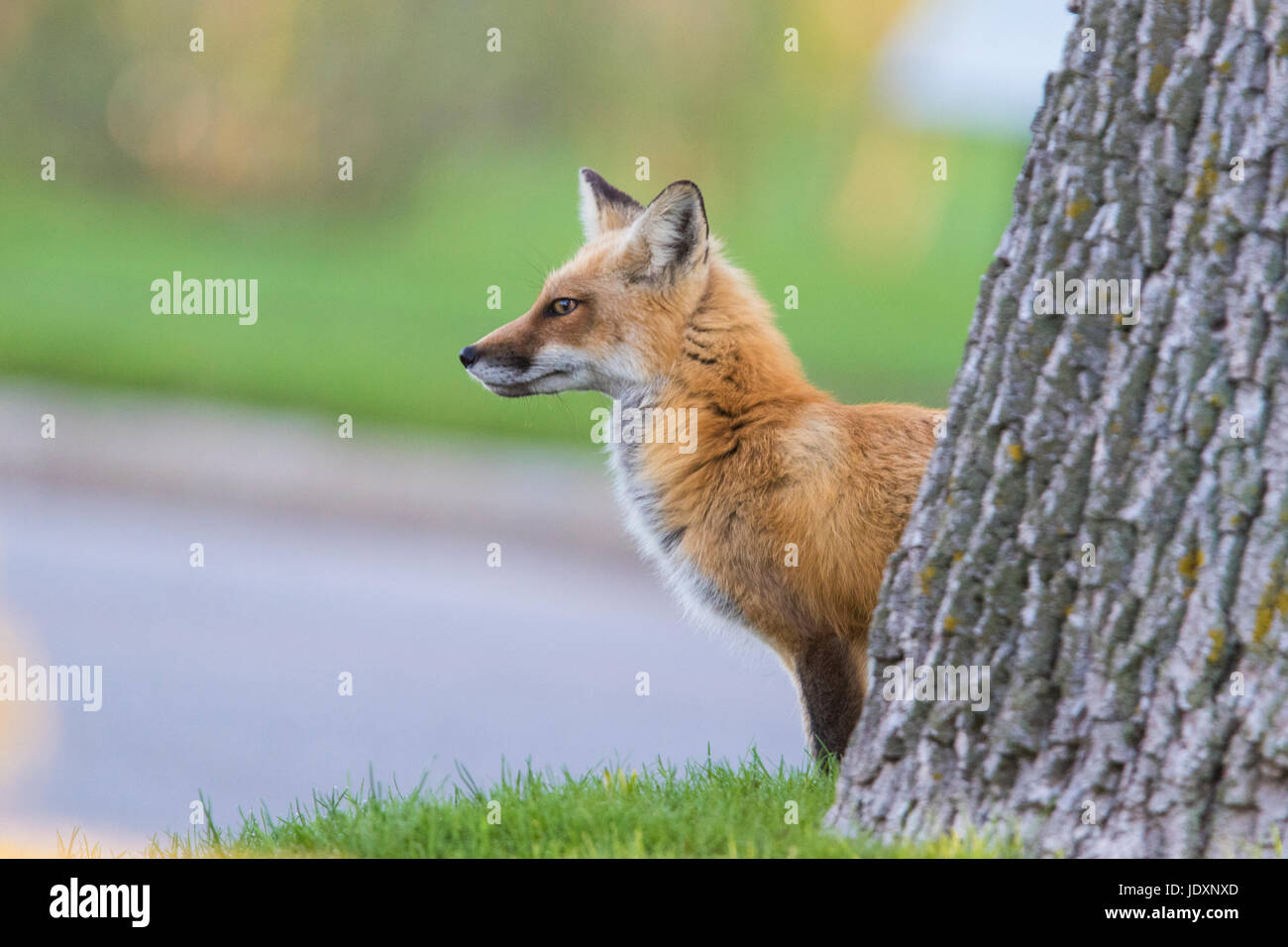 Female red fox in spring Stock Photo - Alamy